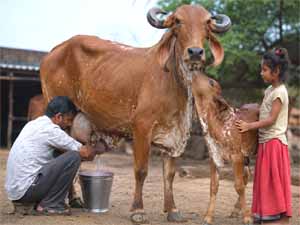 Gir Cow Milk Per Day | ROYS FARM