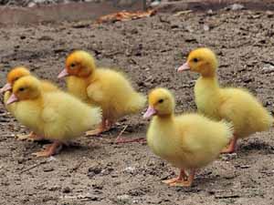 What To Feed Baby Ducks? | ROYS FARM